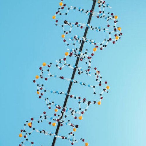 LWP Chromosome and RNA/DNA Test Kit - Prompt Worlwide Dispatch ...