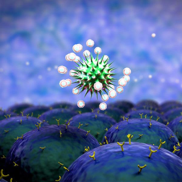 Immune System - Basic (IMM) – Ergopathics