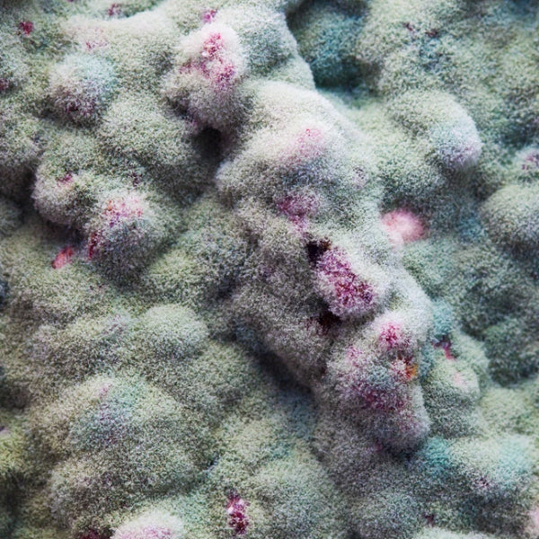 Mold & Yeast Pathogens (MOP) – Ergopathics