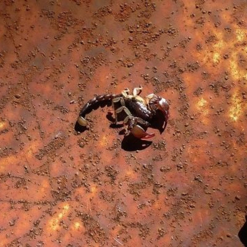 LWP Spiders and Scorpions Test Kit – Ergopathics