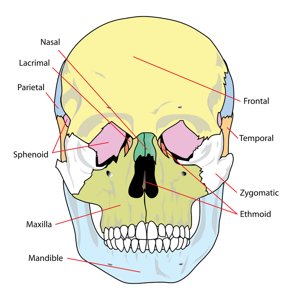 Human Skull & Sutures (HSS) – Ergopathics